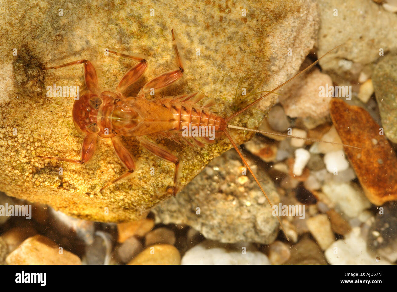 mayfly (Ecdyonurus spec.), larva on pebble, Germany, Bavaria ...