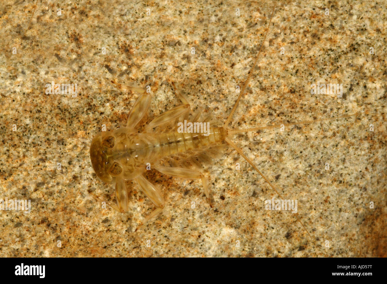 mayfly (Ecdyonurus spec.), larva on pebble, Germany, Bavaria ...