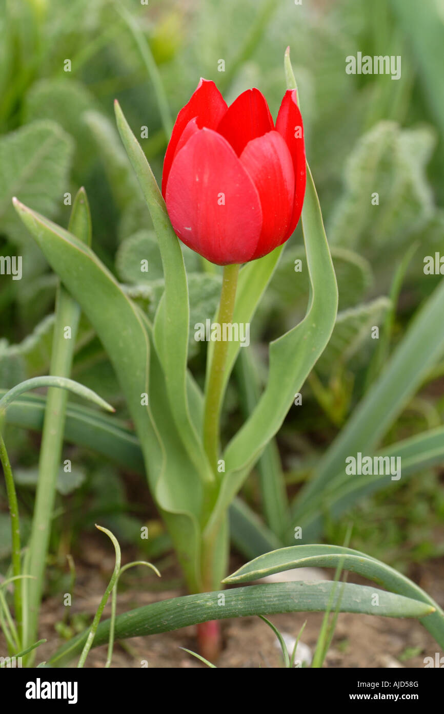 wild tulip (Tulipa julia), blooming, Turkey, East Anatolia, Tenduerek ...