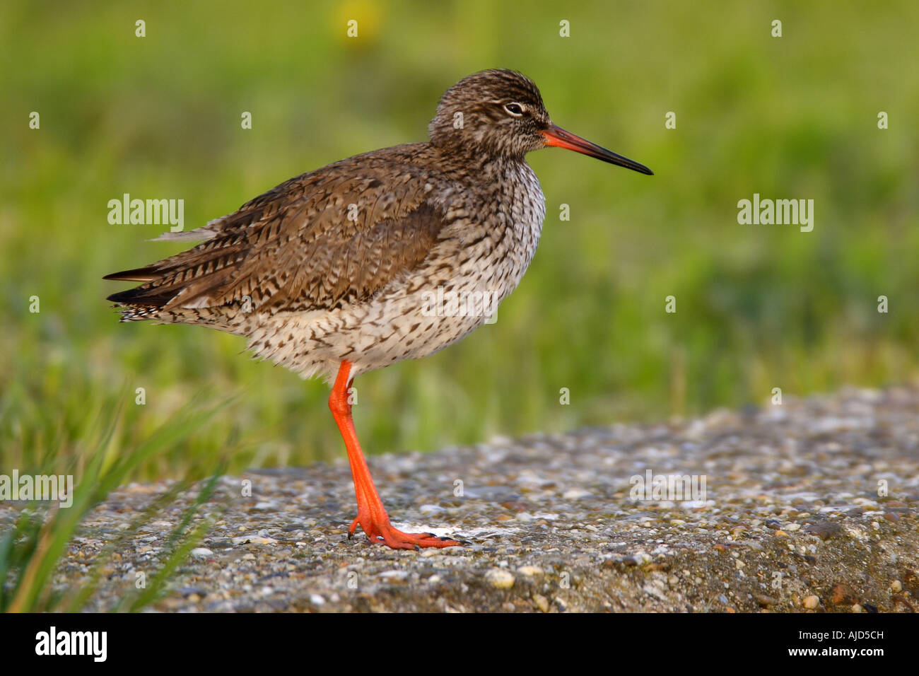 Redshank standing on one leg hi-res stock photography and images - Alamy