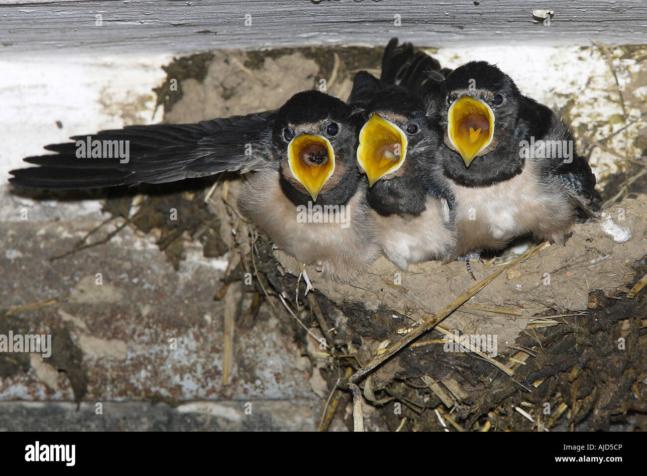 barn swallow (Hirundo rustica), fledglings in the nest in a cow stable ...