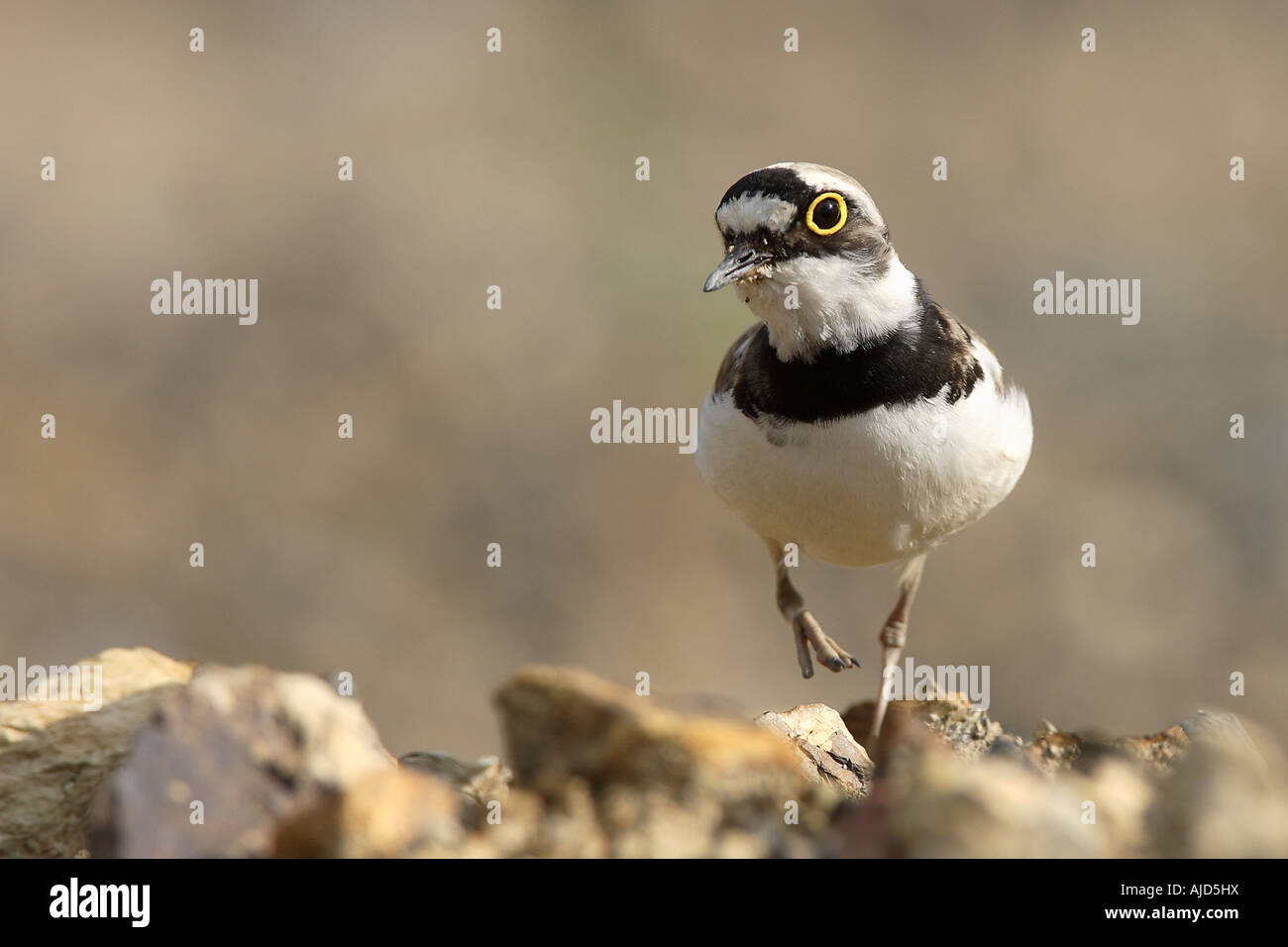 little ringed plover (Charadrius dubius), normal plumage, Netherlands ...