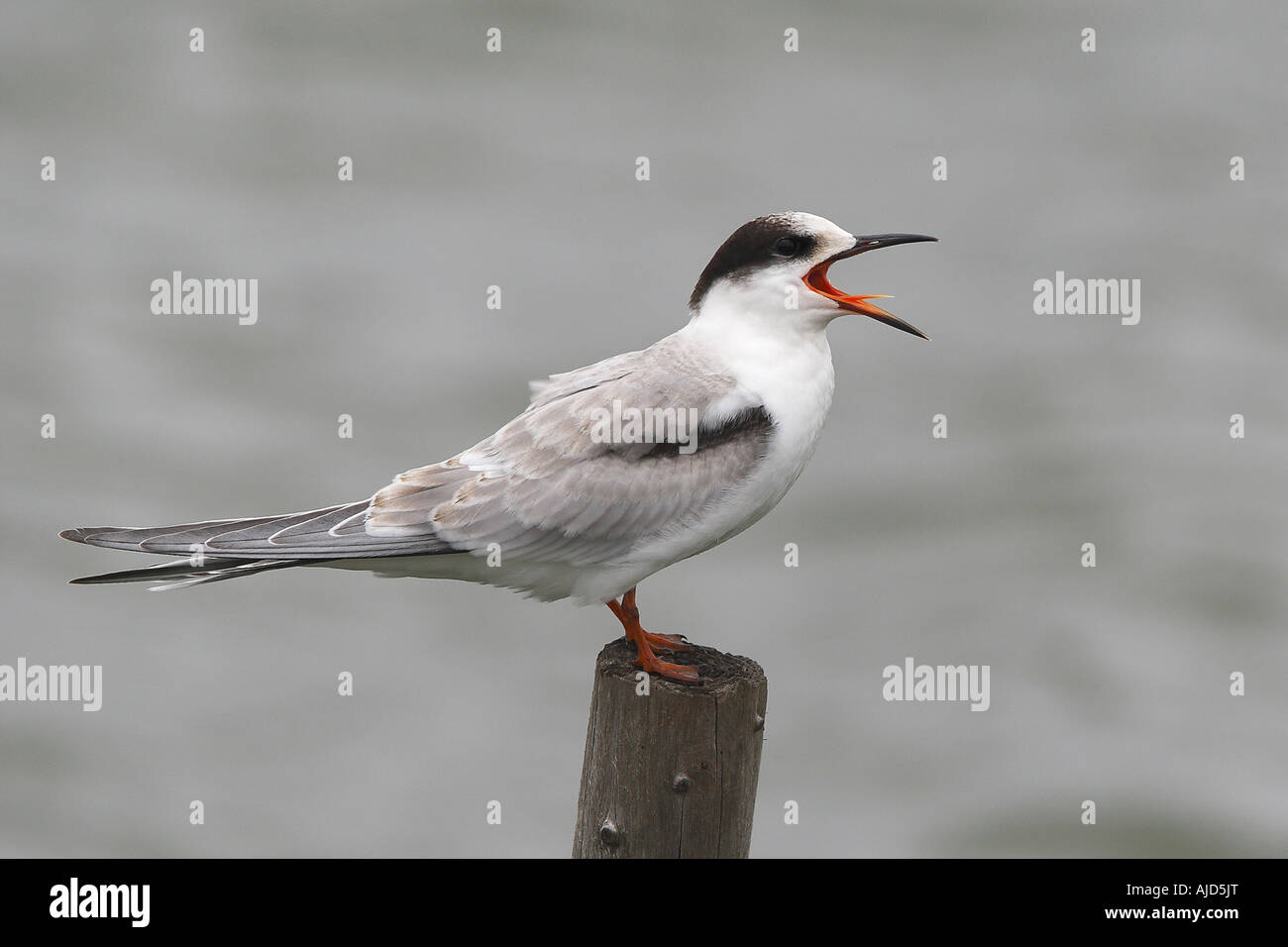 common tern (Sterna hirundo), young begging for food, Netherlands ...