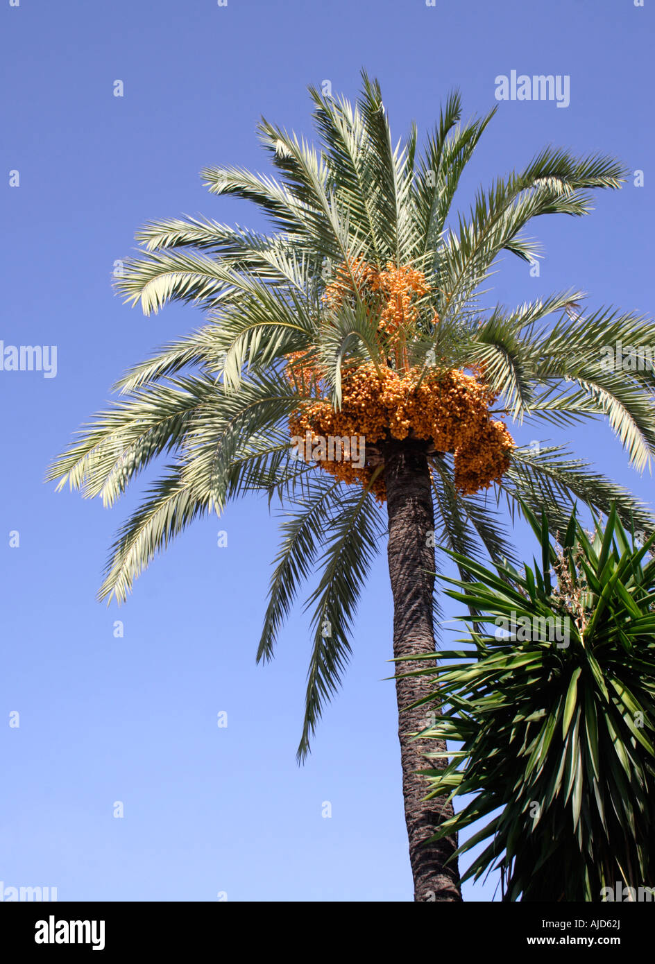 Palm tree at the riverfront Seville Stock Photo - Alamy