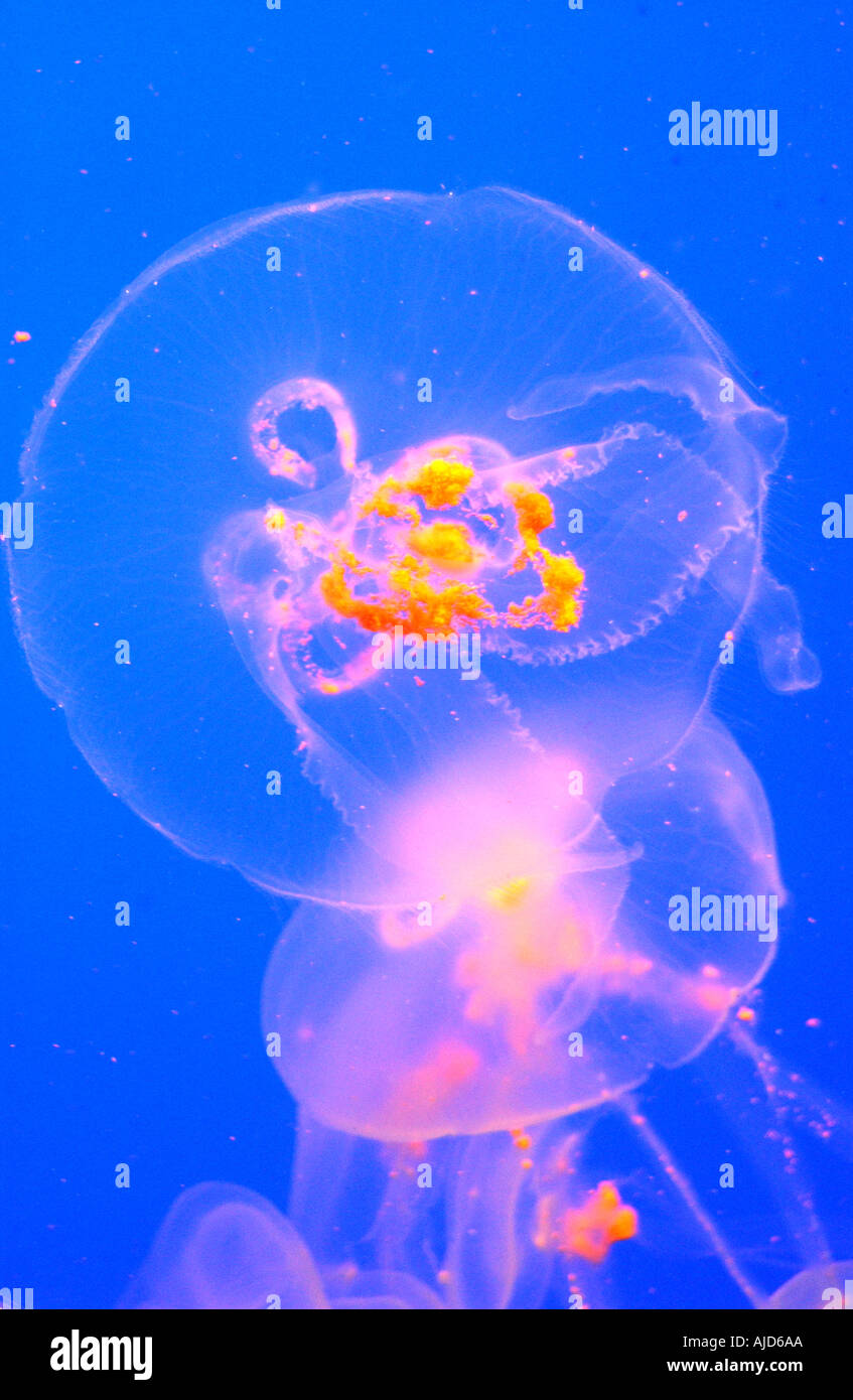 Vertical color image of a Jellyfish in ocean water Stock Photo - Alamy