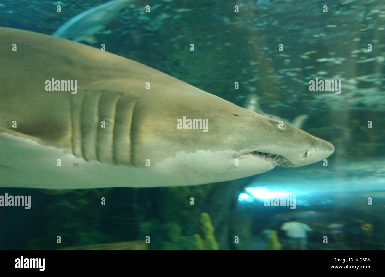 Horizontal color image of a Sand shark swmming in the ocean Stock Photo ...