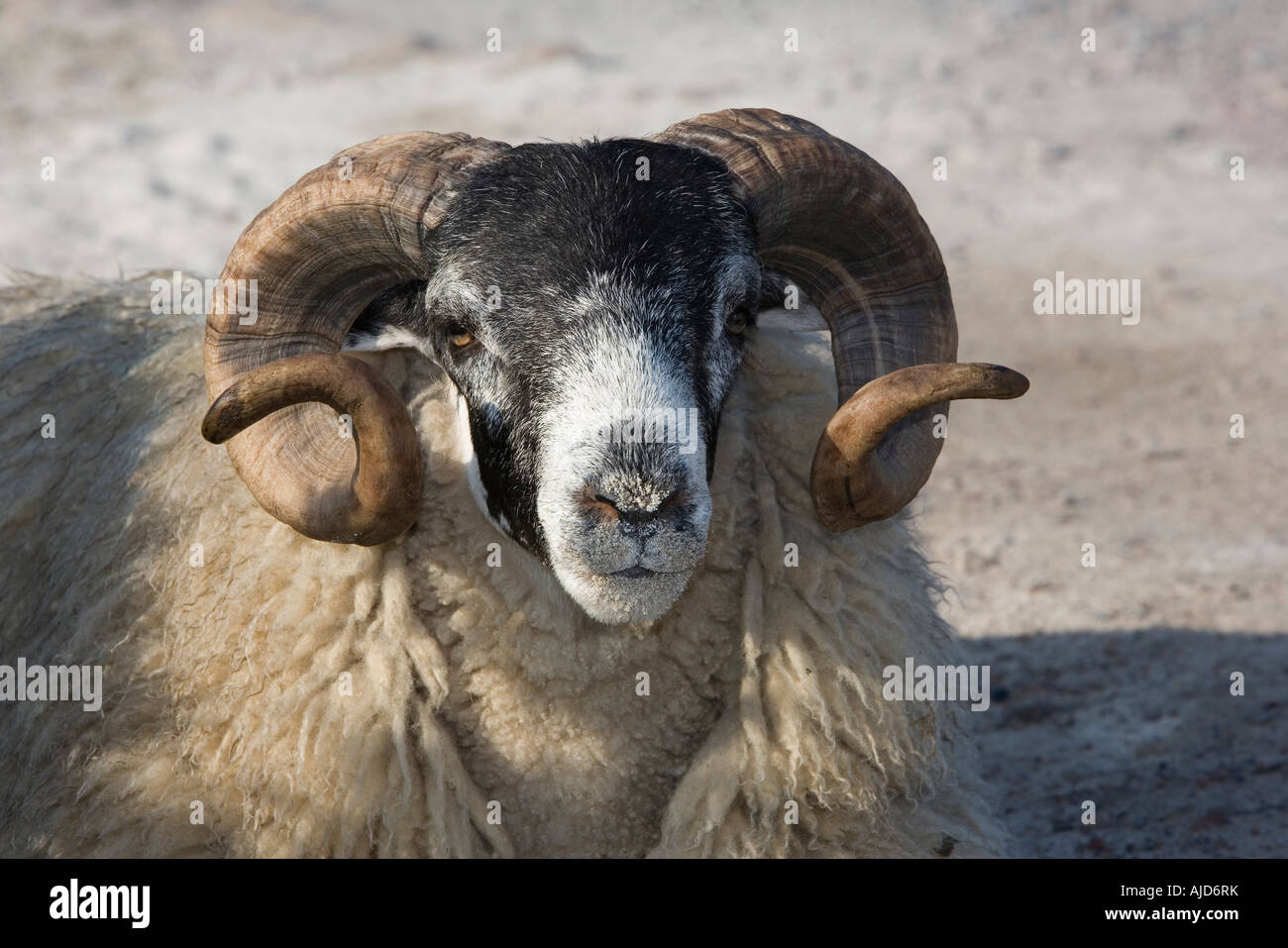 Old scottish sheep breed hi-res stock photography and images - Alamy