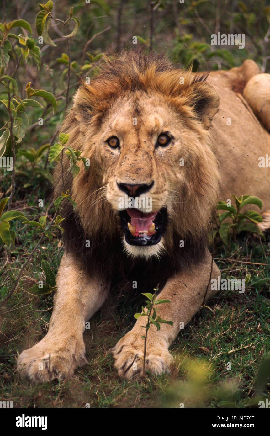 The sick lion hi-res stock photography and images - Alamy