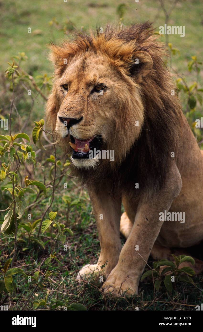 Injured starving male lion. Ngorongoro Crater, Tanzania Stock Photo - Alamy