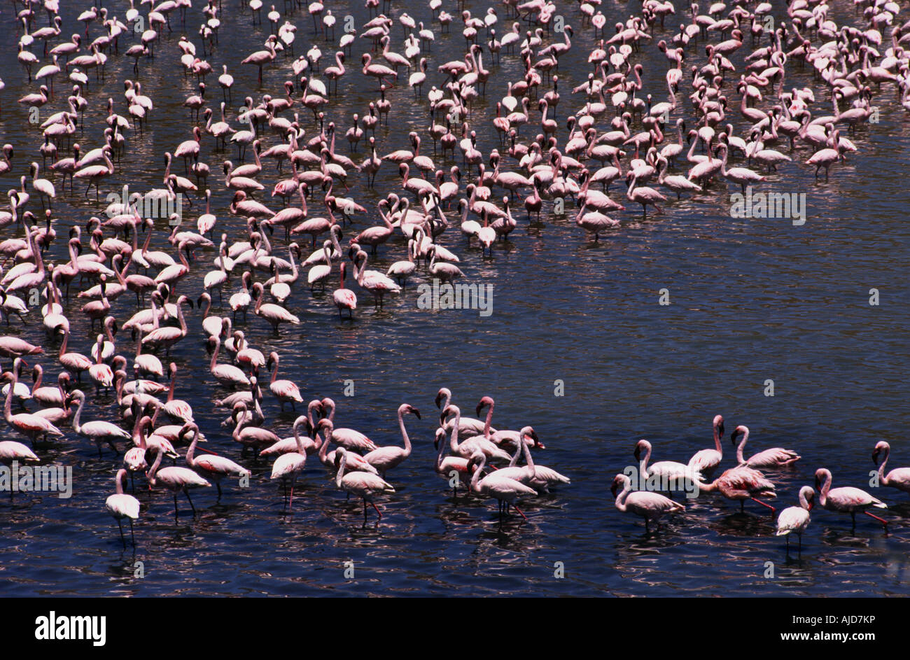 Flamingoes. Momela lake, Arusha National Park, Tanzania Stock Photo - Alamy