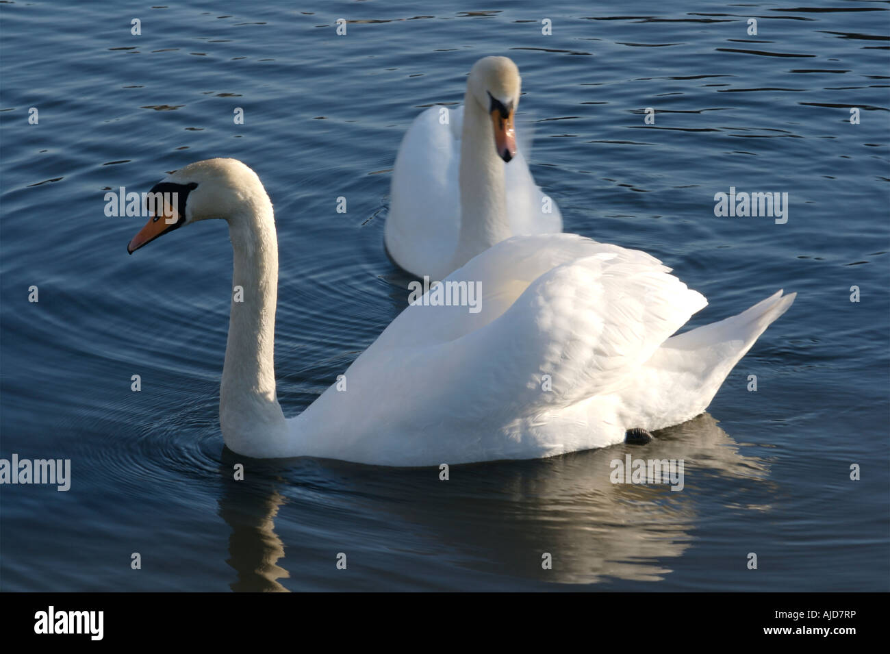 Two white swans on Godstone Pond, Godstone Village, Surrey Stock Photo ...