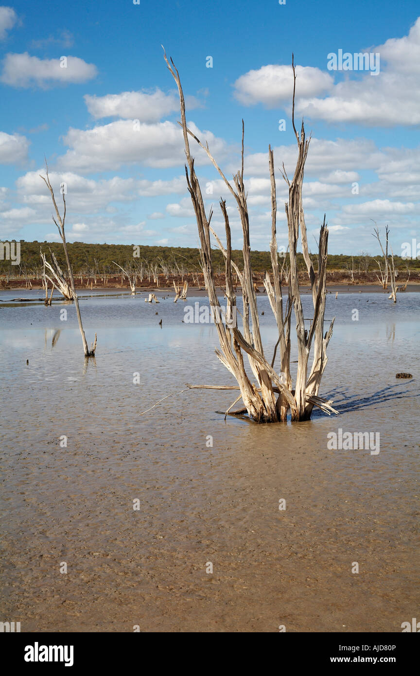 outback Western Australian lake with dead trees Stock Photo - Alamy