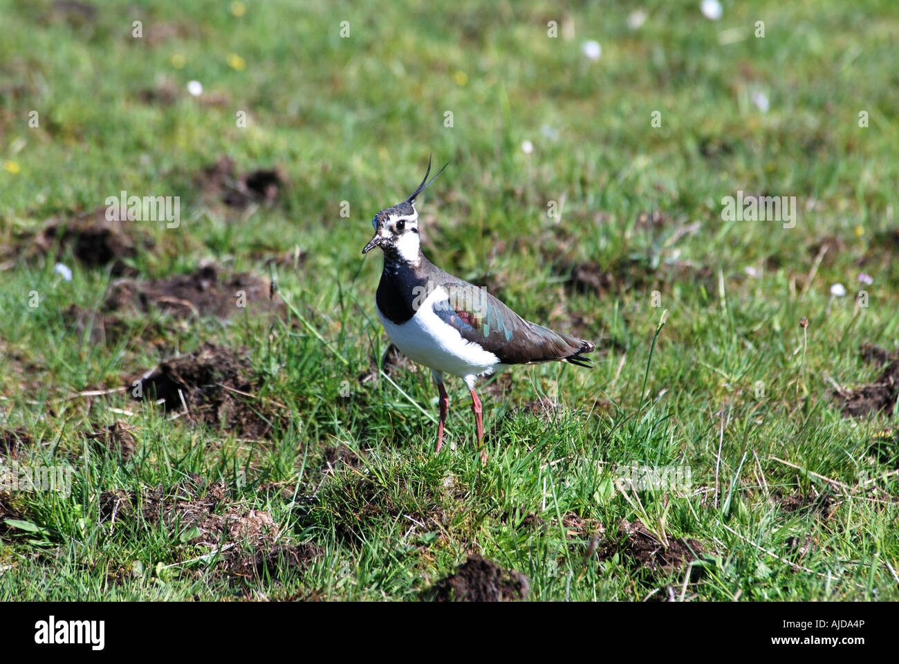 Peewit or kiewitz hi-res stock photography and images - Alamy