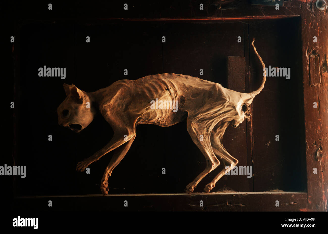 Mummified dead cat hi-res stock photography and images - Alamy