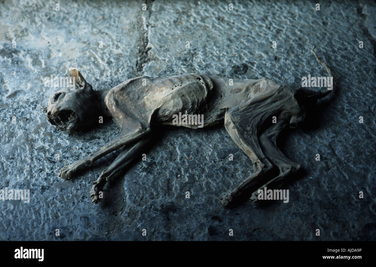 Mummified cat hi-res stock photography and images - Alamy