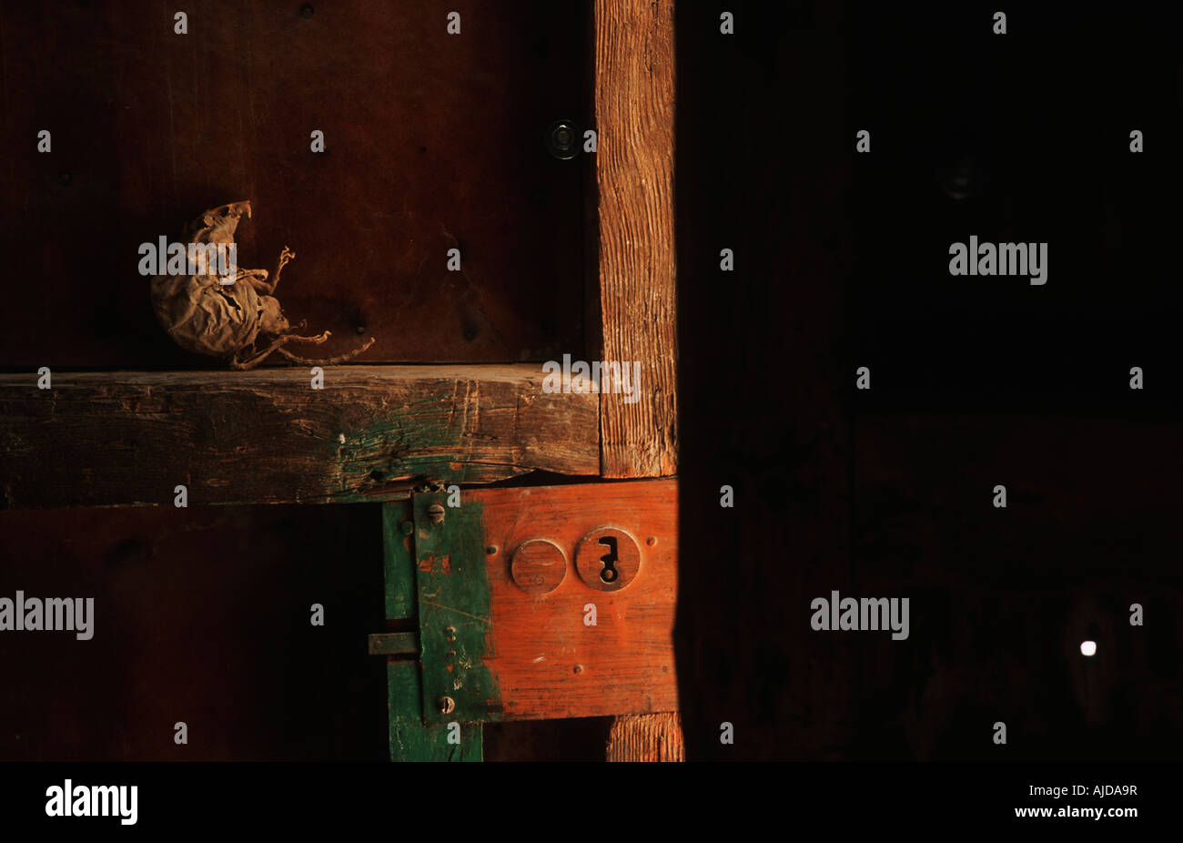 Mummified rat hi-res stock photography and images - Alamy