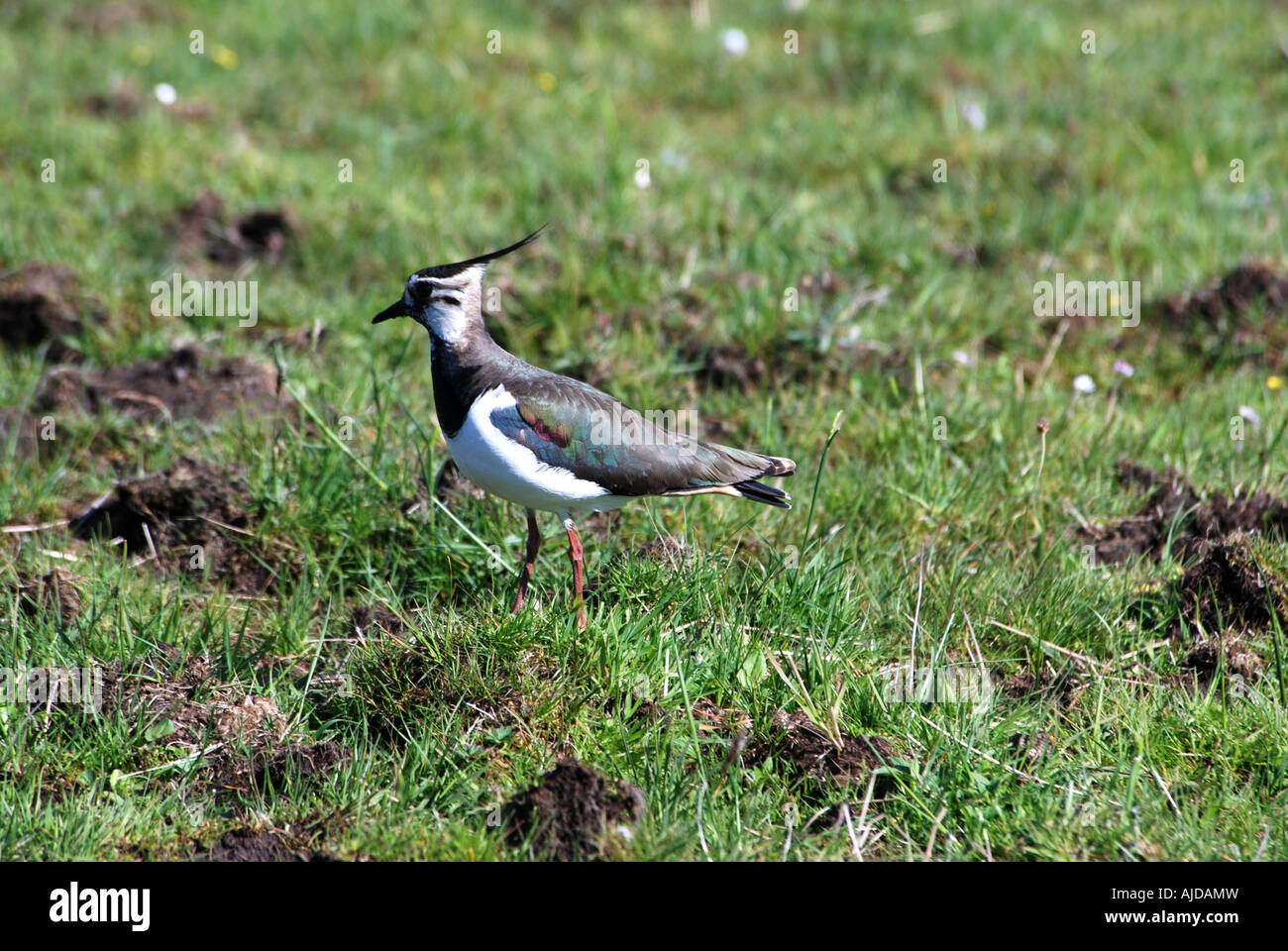 Lapwing peewit bird hi-res stock photography and images - Alamy
