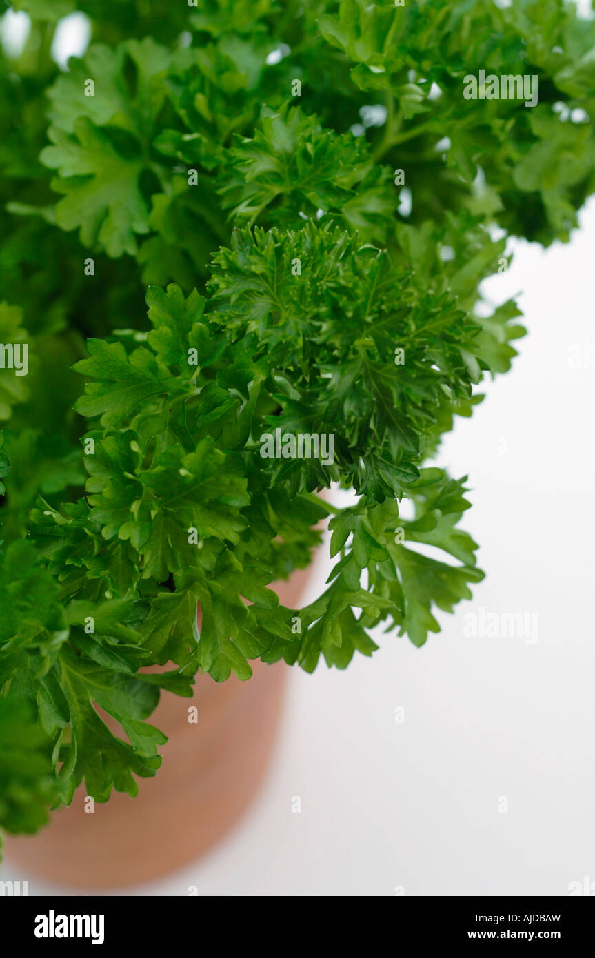 Curly parsley hi-res stock photography and images - Alamy