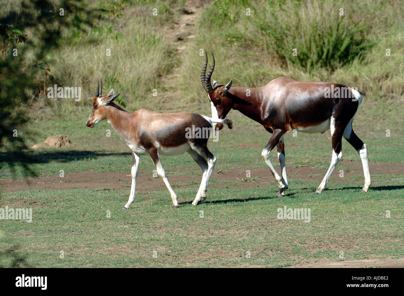 Bontebok young wildlife africa hi-res stock photography and images - Alamy
