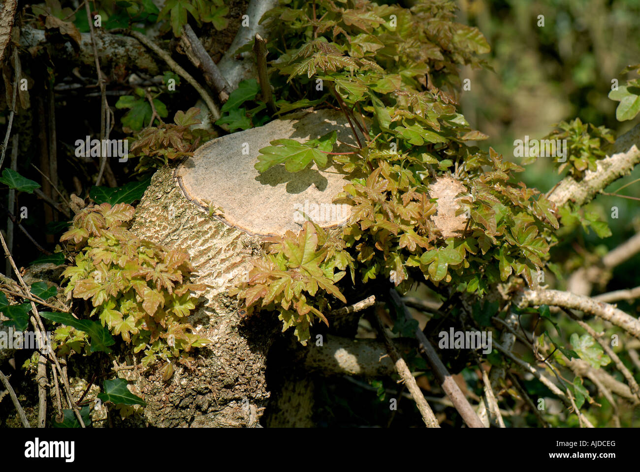 Foliage regrowing from the stump of a field maple Acer campestre hedge ...