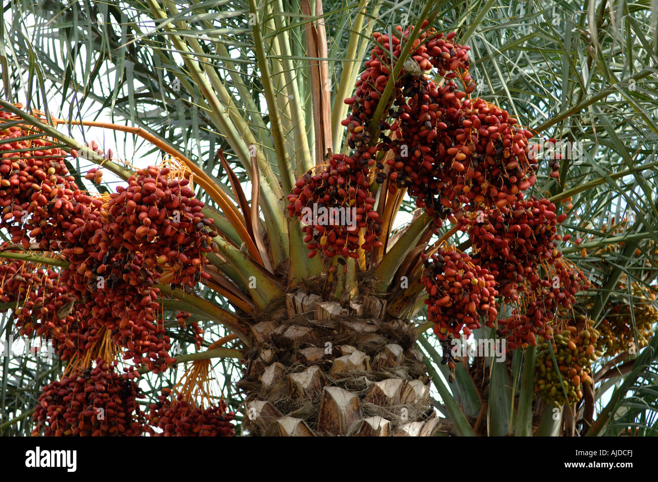 figs growing in tree Marrakesh Morocco Stock Photo - Alamy