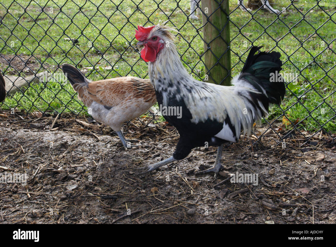 Free range chickens, Hampshire England Stock Photo - Alamy