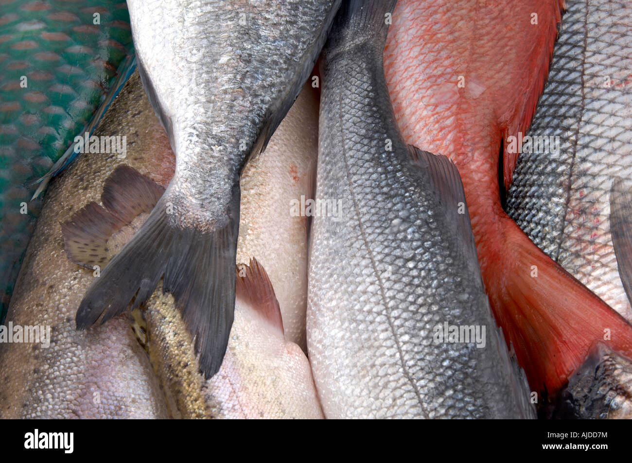Fish scales hi-res stock photography and images - Alamy