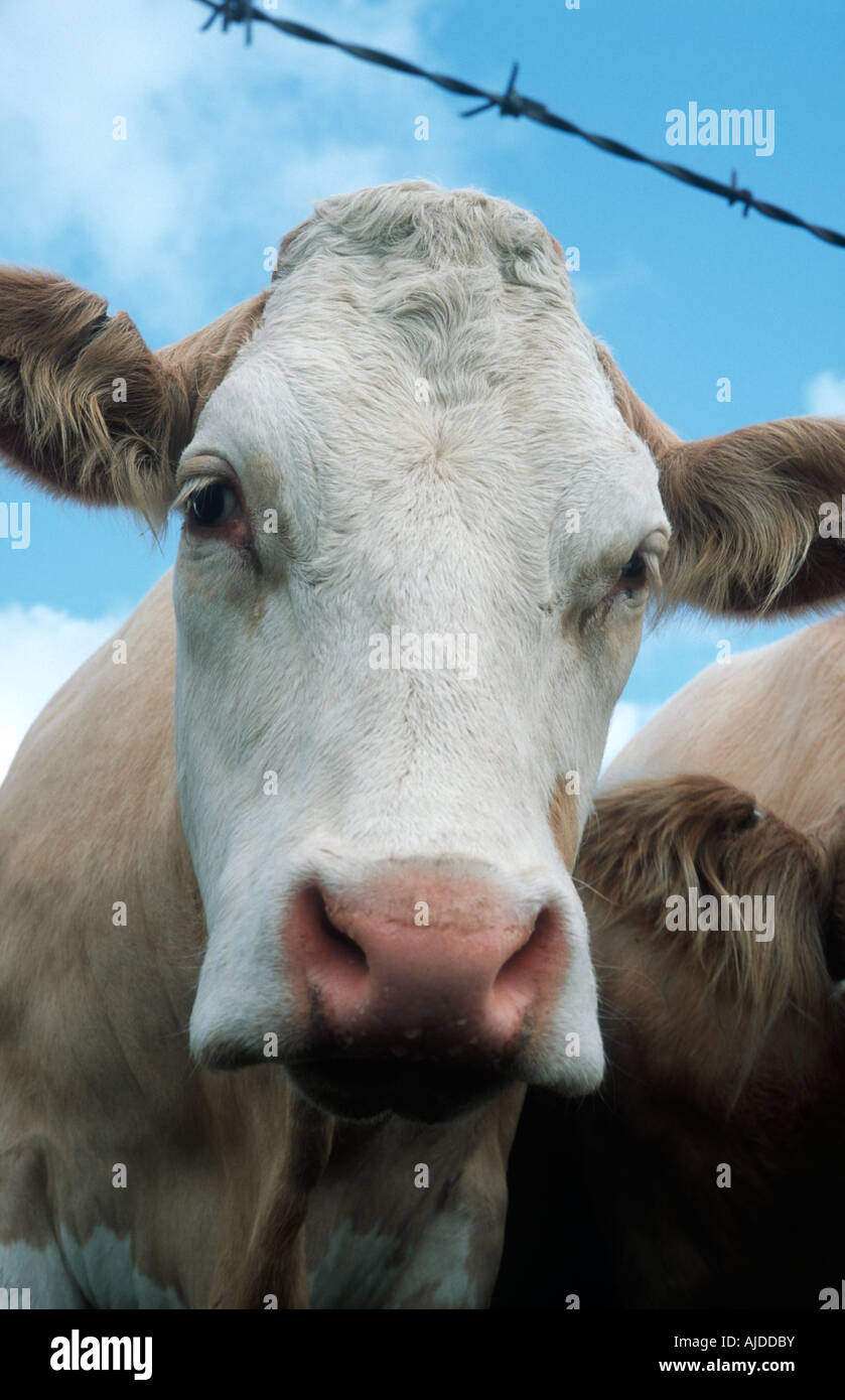 Simmental cow hi-res stock photography and images - Alamy