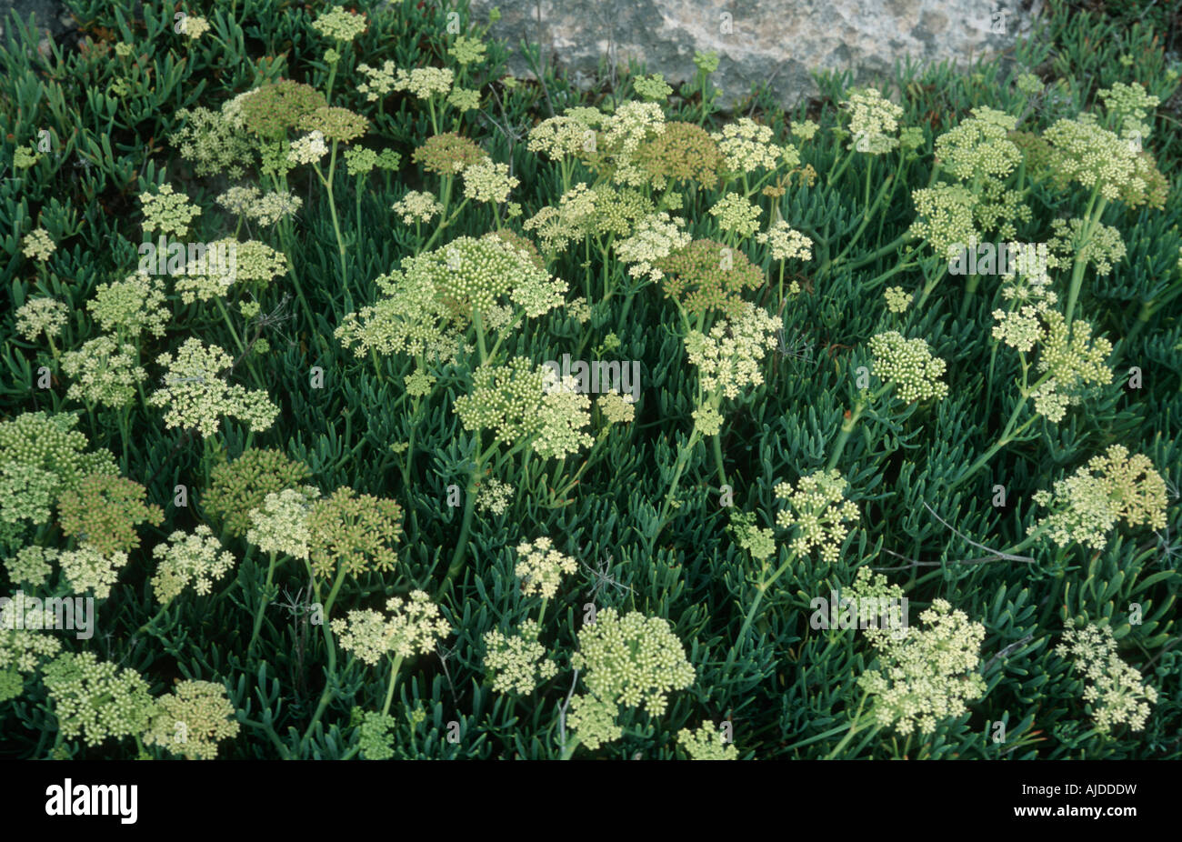 sea fennel( crithum maritum Stock Photo - Alamy