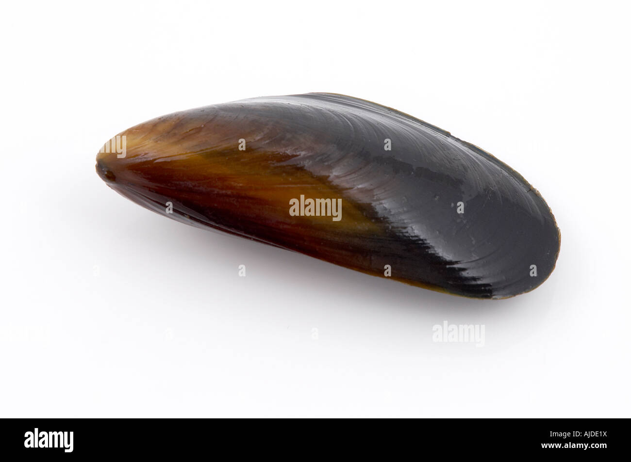 Mussell hi-res stock photography and images - Alamy