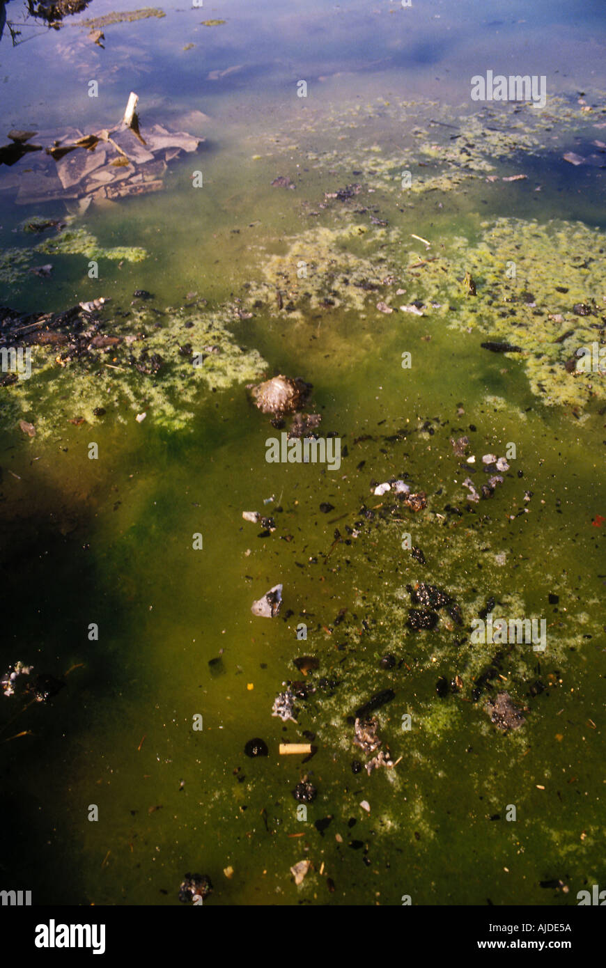 Polluted pond water overgrown with slime algae Stock Photo - Alamy