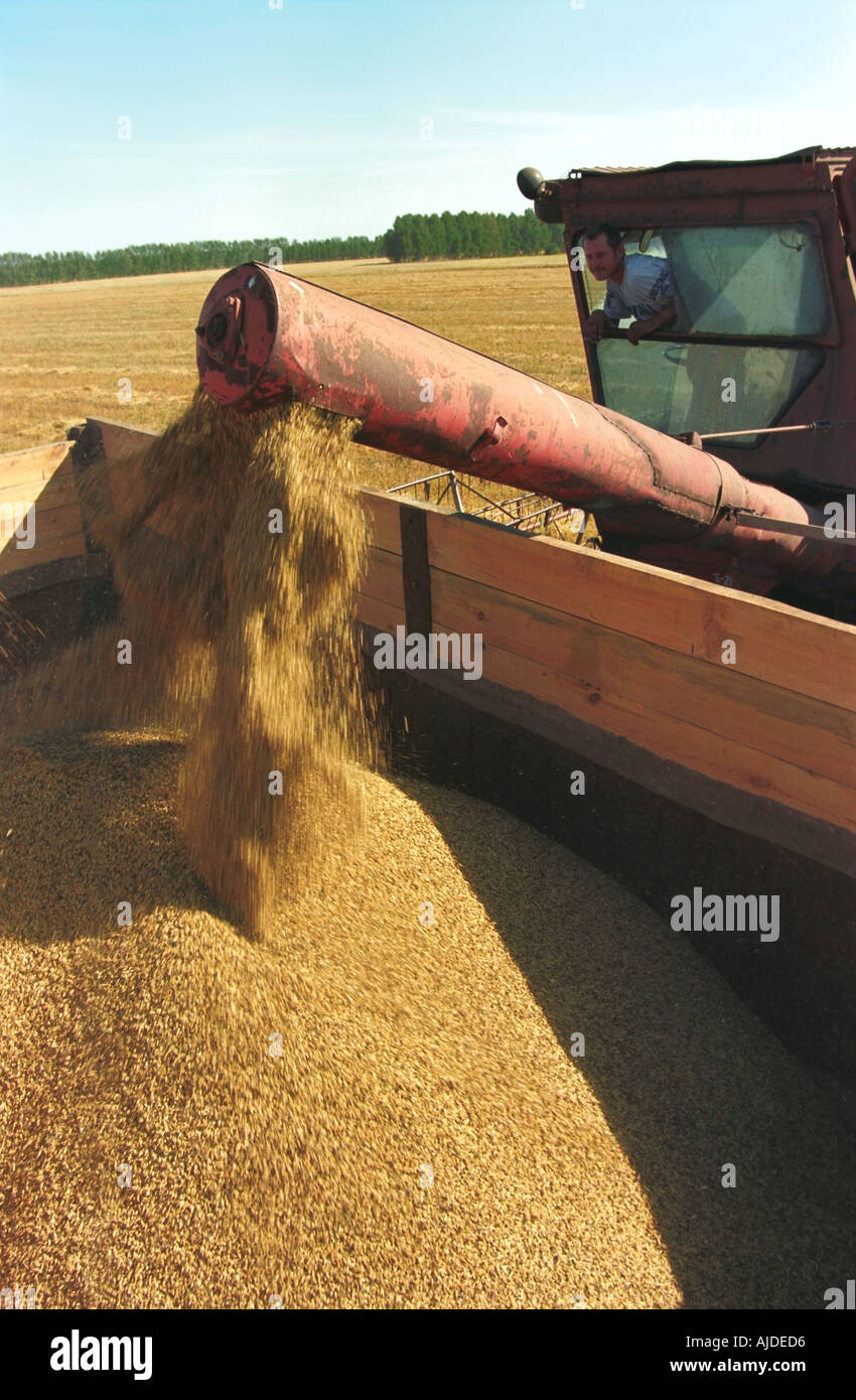 A combine is pouring grain into a lorry Altai Russia Stock Photo - Alamy