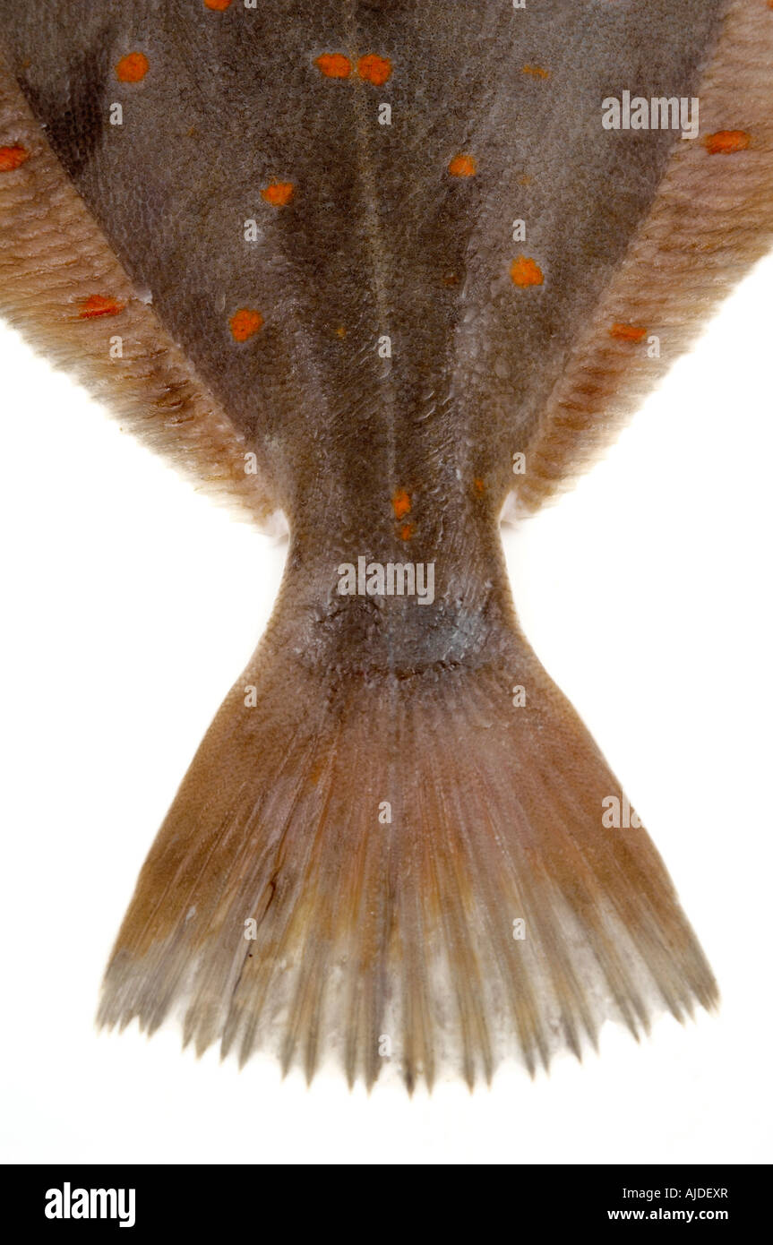 Fish tail hi-res stock photography and images - Alamy