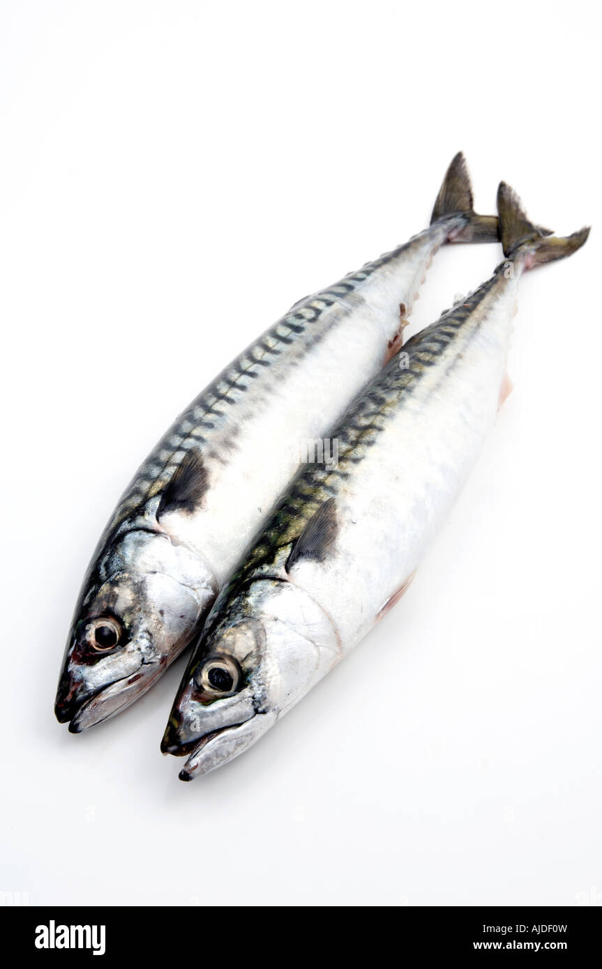Mackerel hi-res stock photography and images - Alamy