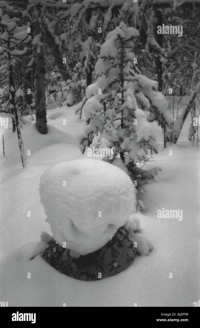 Stump of a fir tree with hoarfrost hi-res stock photography and images ...