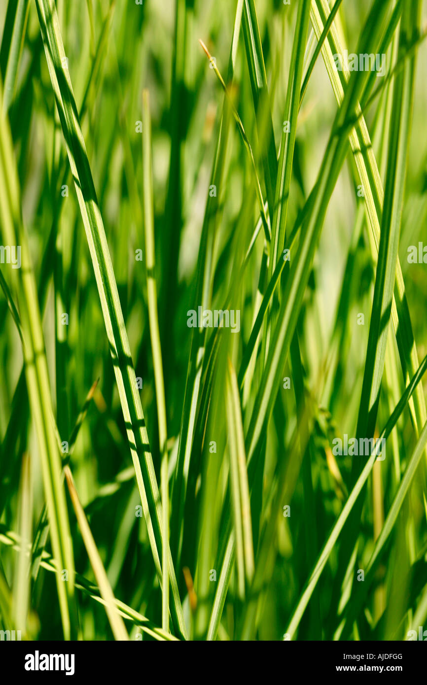 Healthy grass on bright summer day Stock Photo - Alamy