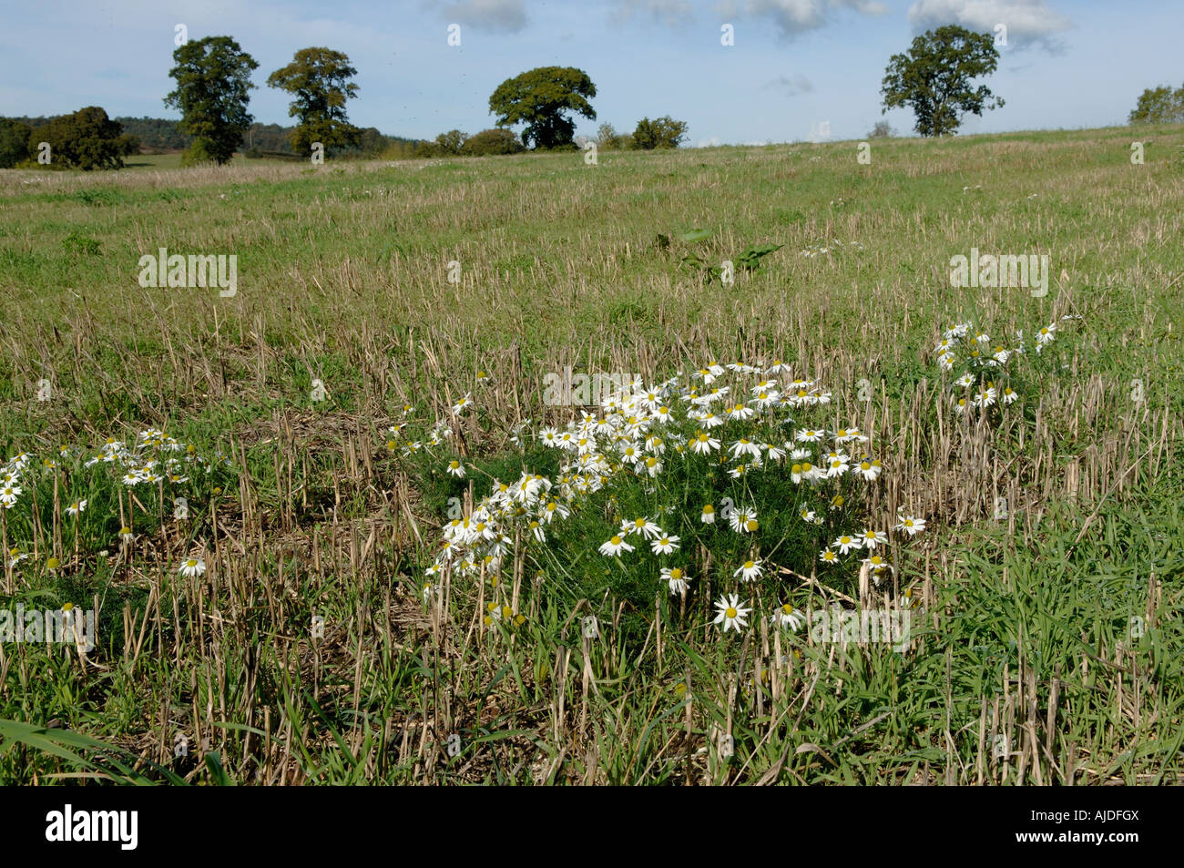 Scentless mayweed matricaria perforata flowering hi-res stock ...