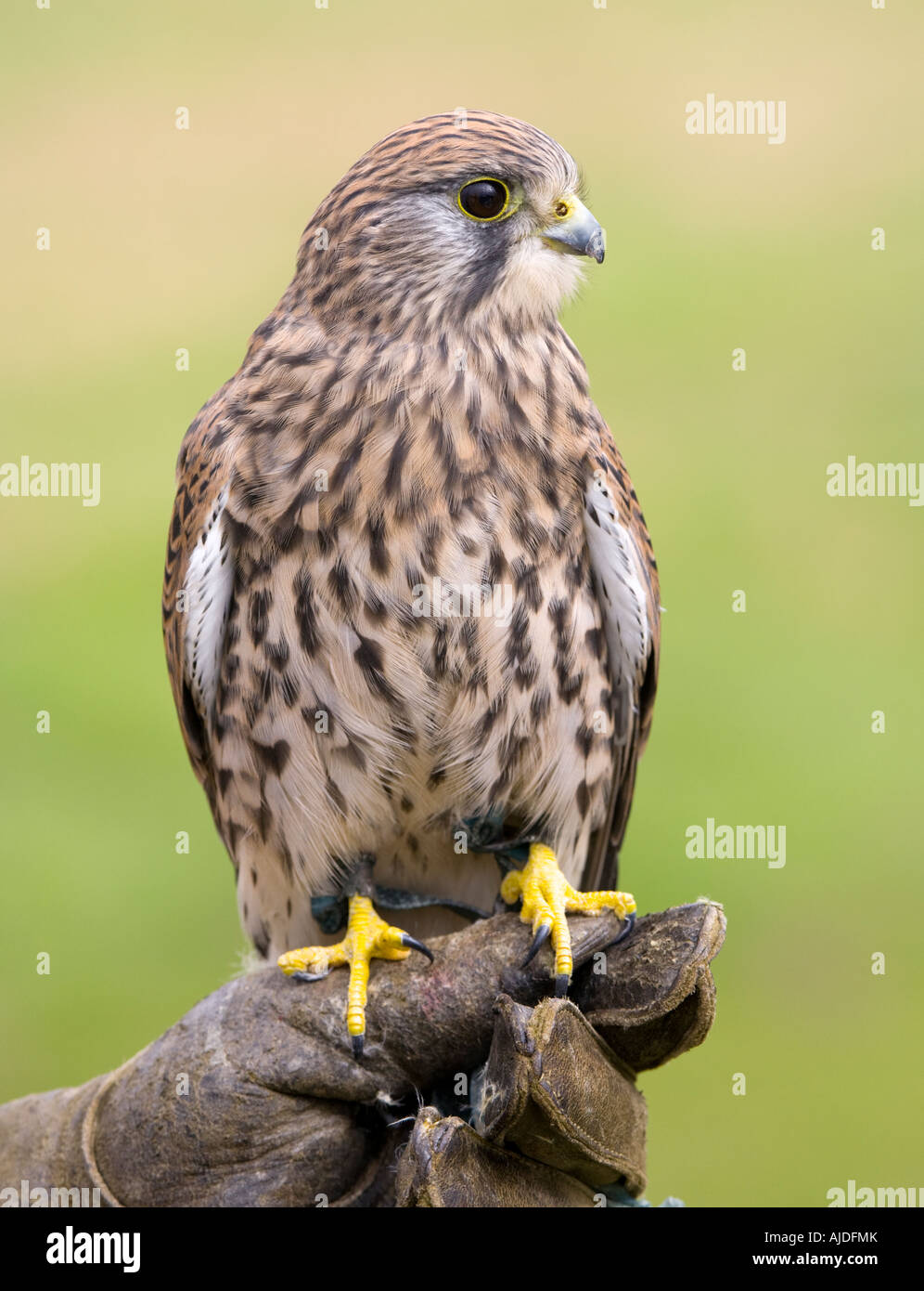 Kestrel hi-res stock photography and images - Alamy