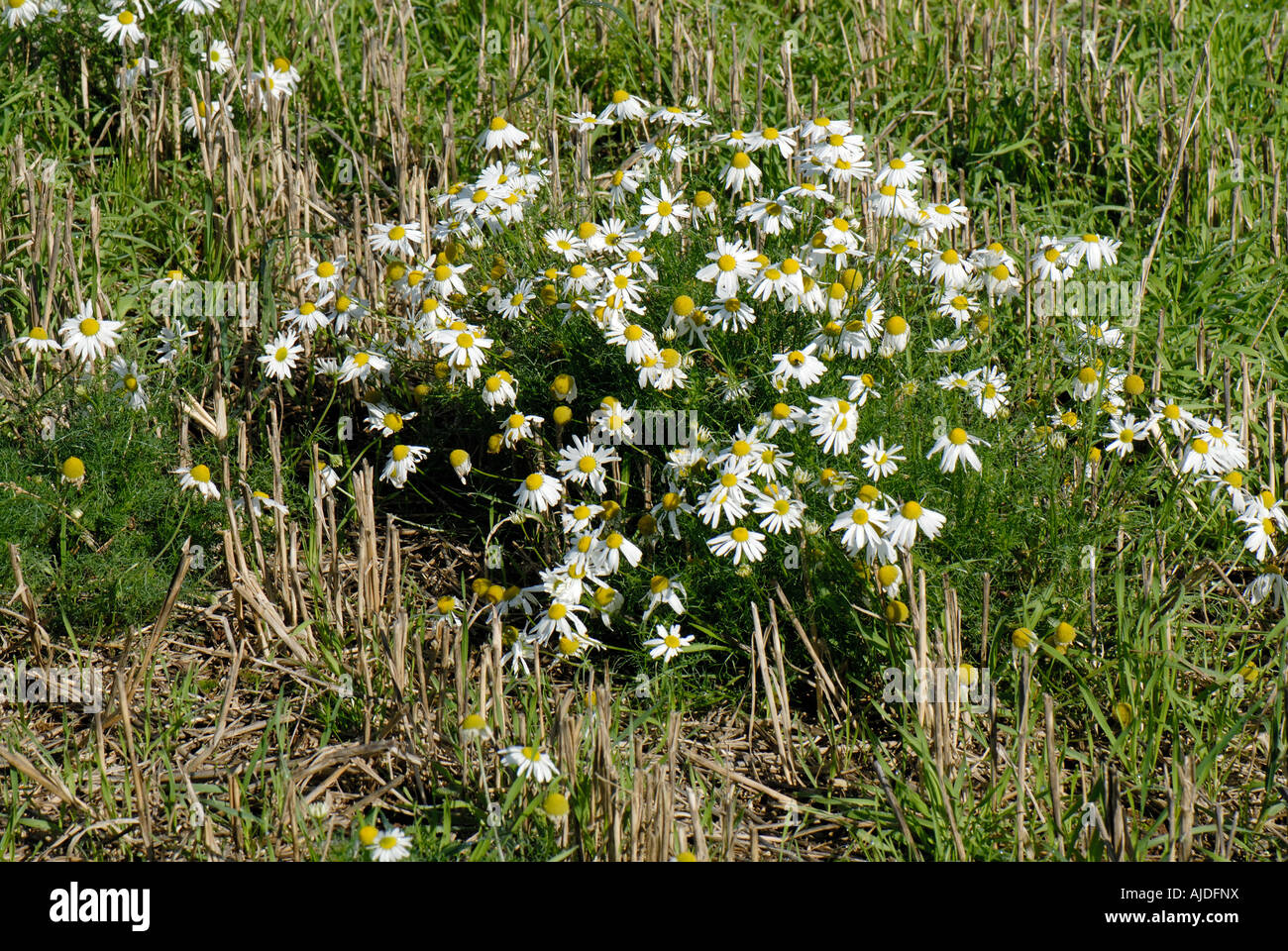 Scentless mayweed Matricaria perforata plant flowering in a cereal ...