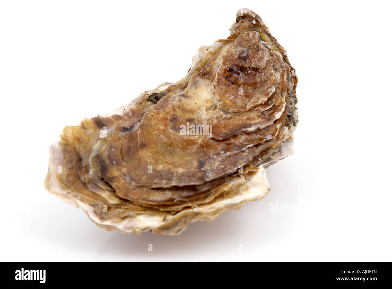 Oyster shell hi-res stock photography and images - Alamy