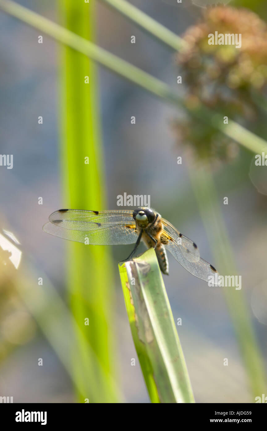 4 Spotted Darter Dragonfly Libellula quadrimaculata resting on iris ...