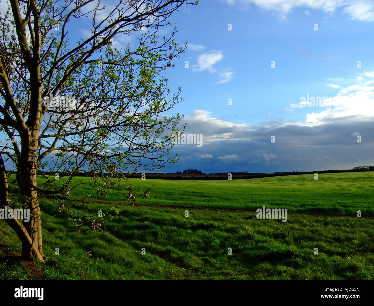 Undulating pasture with distant storm clouds. Lincolnshire, England ...