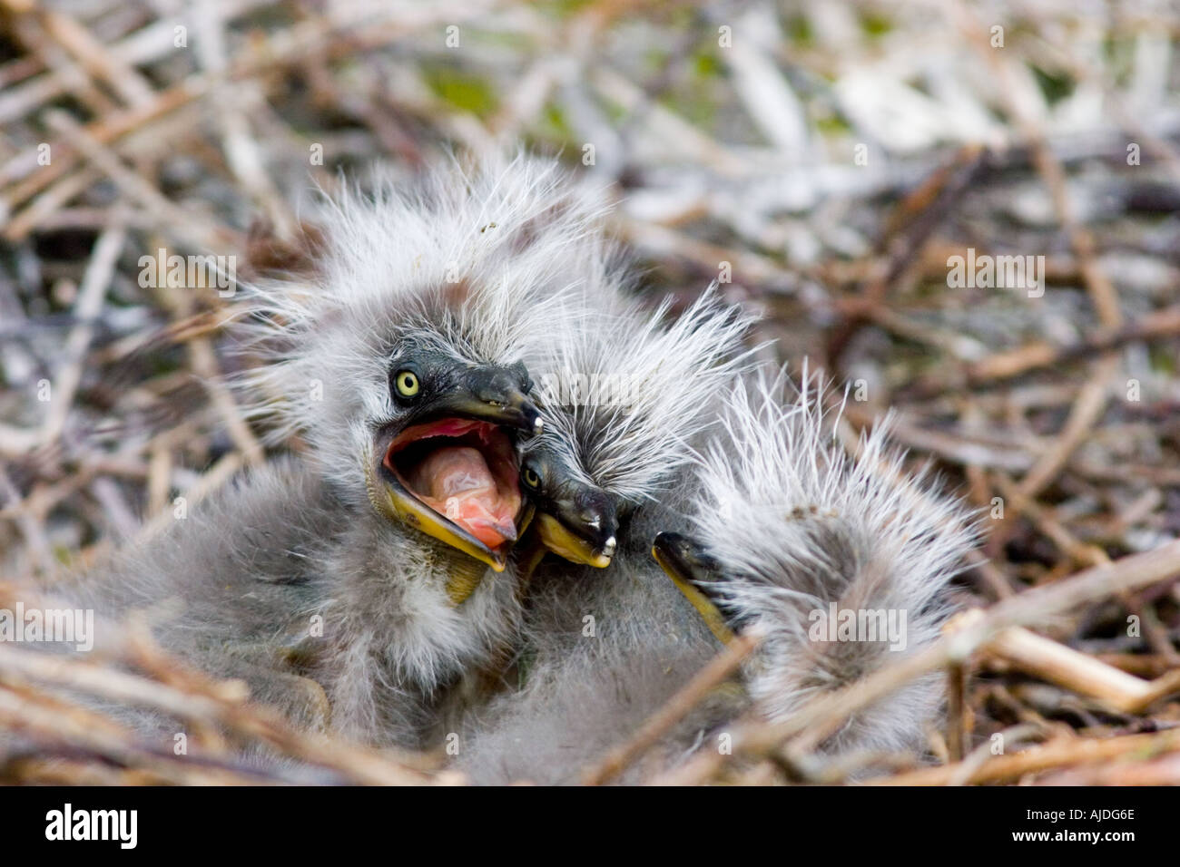 Nestlings mouths hi-res stock photography and images - Alamy