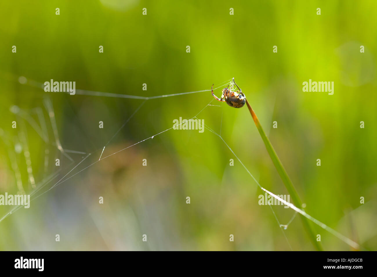 Garden Spider in orb web Stock Photo - Alamy