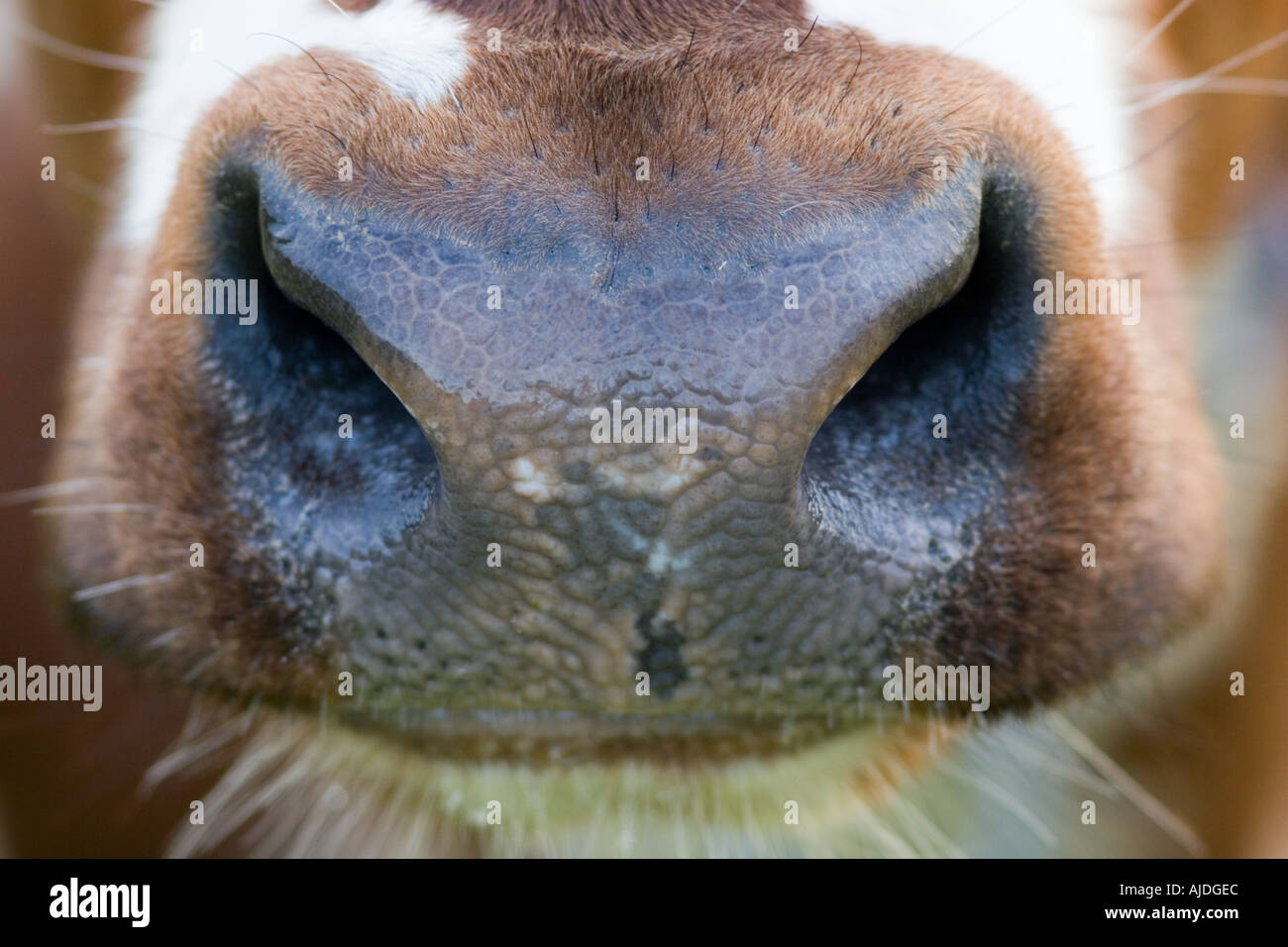 Cowface hi-res stock photography and images - Alamy