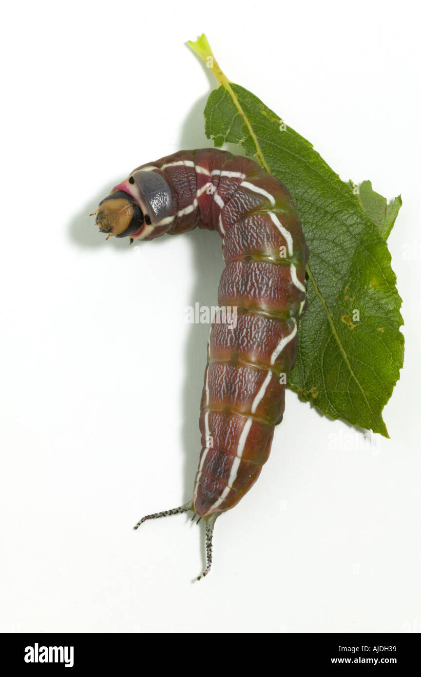 Moth caterpillar hi-res stock photography and images - Alamy