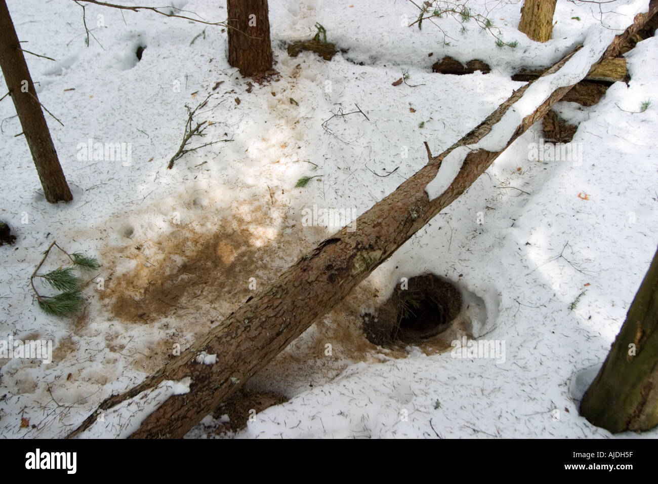Badger tracks snow hi-res stock photography and images - Alamy