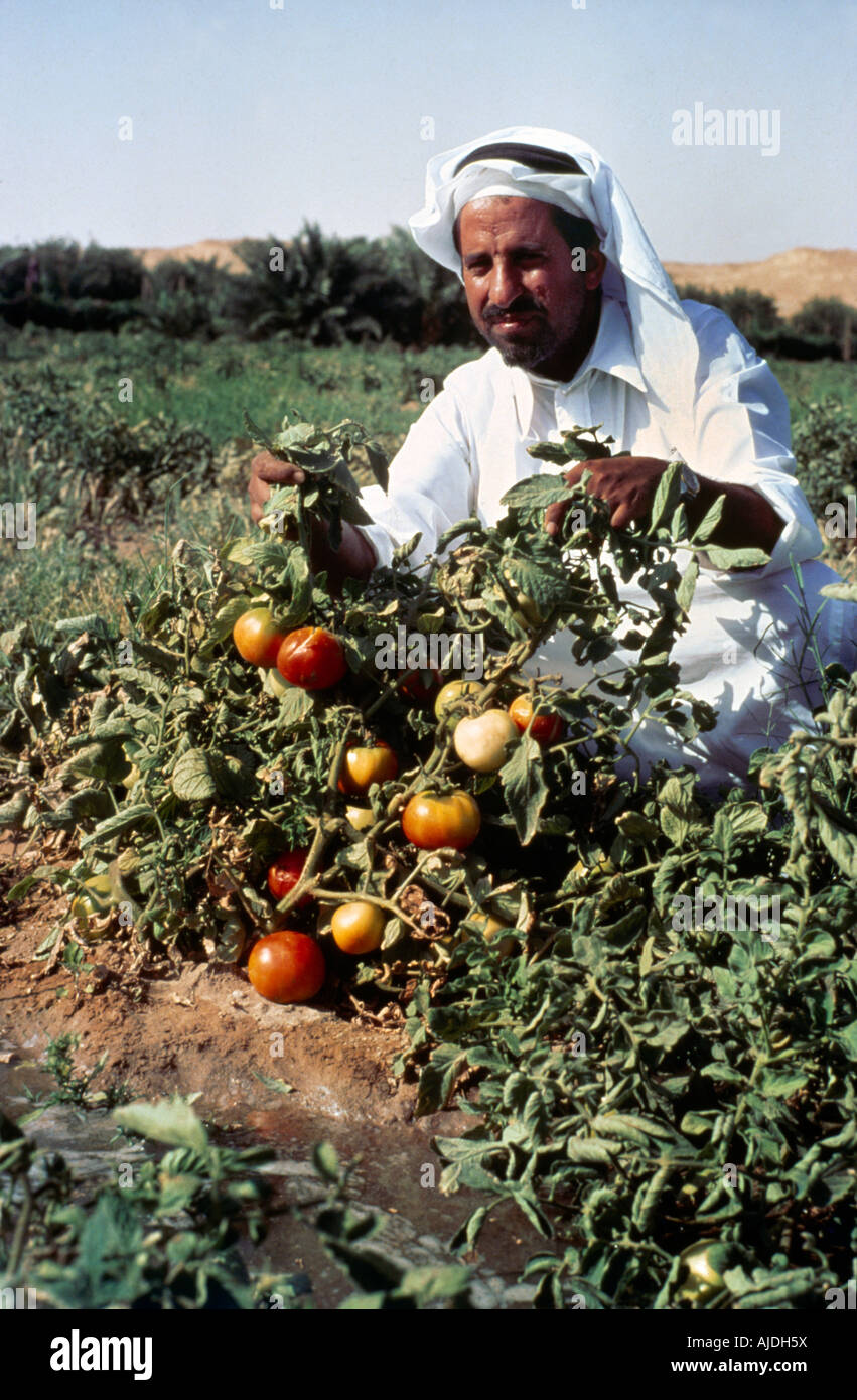 Saudi Arabia Man Examining Growing Tomatoes Stock Photo - Alamy