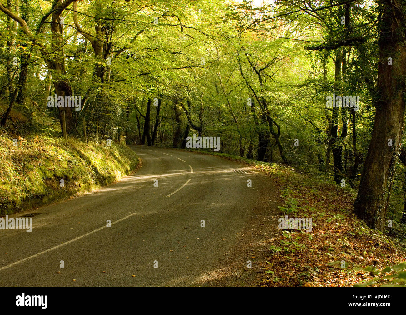 Wooded lane hi-res stock photography and images - Alamy