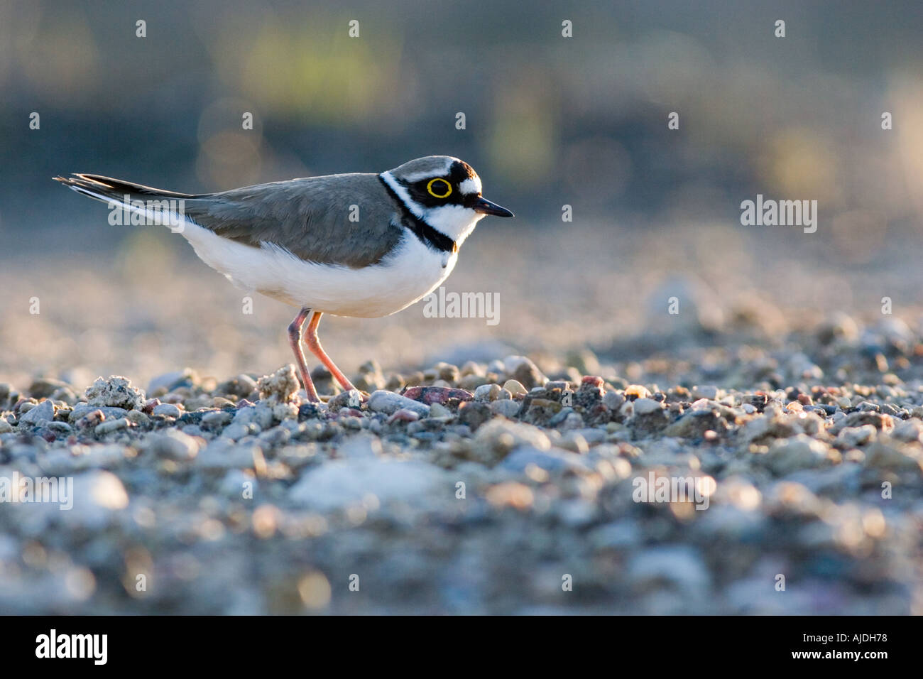 Little ringed plover Stock Photo - Alamy